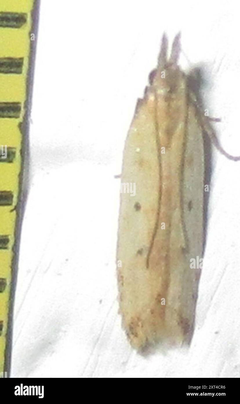 Curved-horn Moths (Gelechioidea) Insecta Stock Photo - Alamy