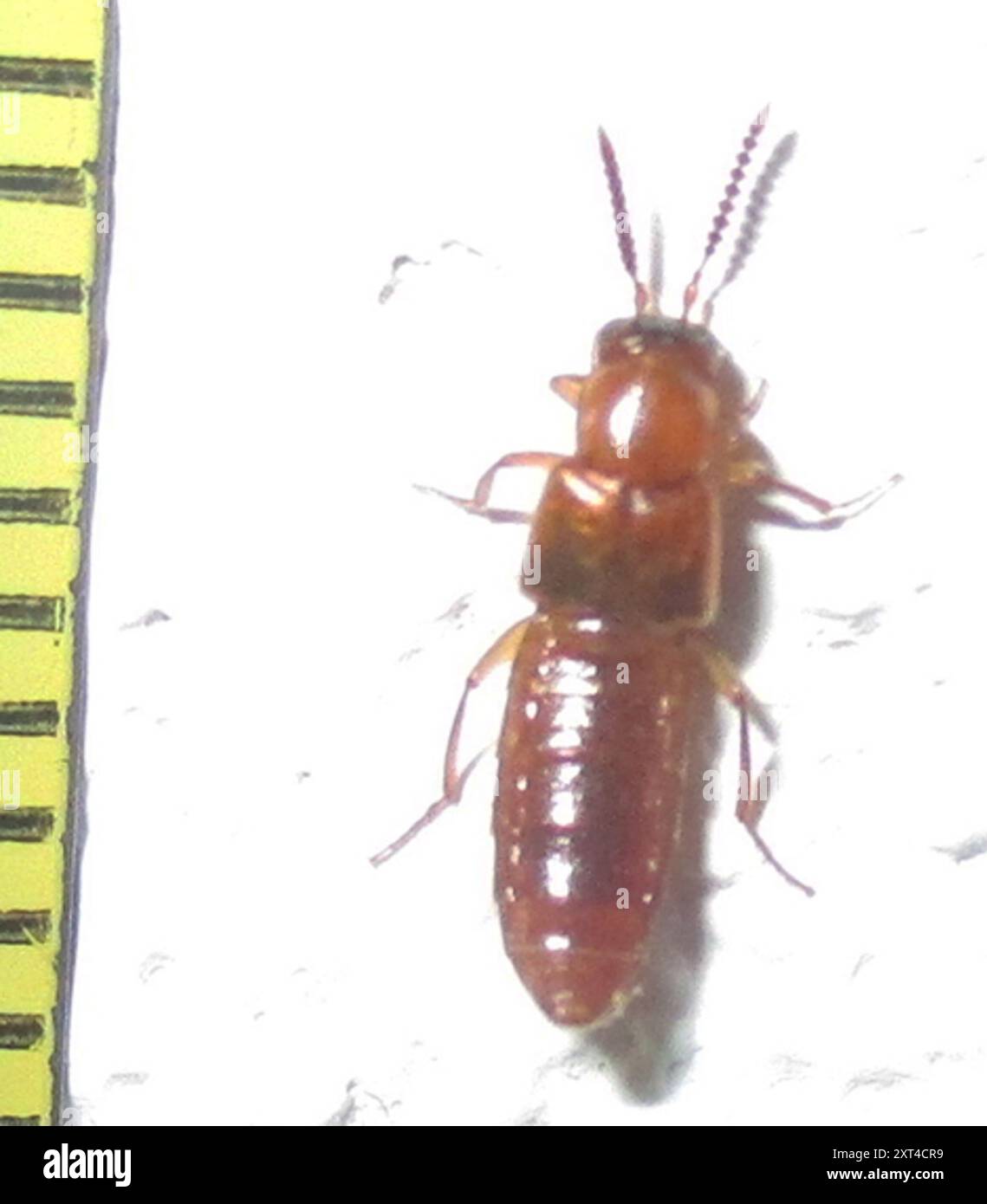 Rove Beetles (Staphylinidae) Insecta Stock Photo - Alamy