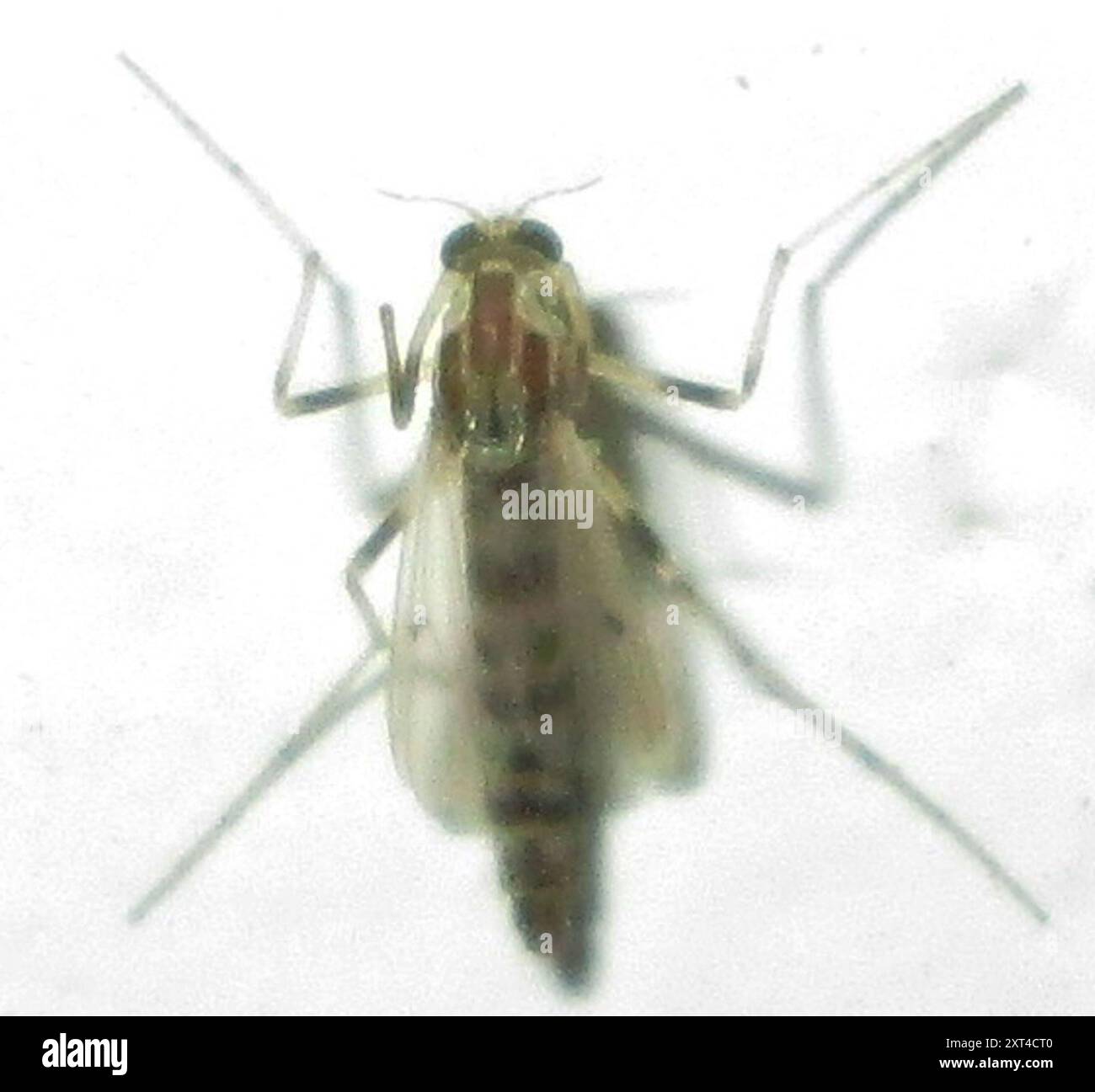 Non-biting Midges (Chironomidae) Insecta Stock Photo - Alamy