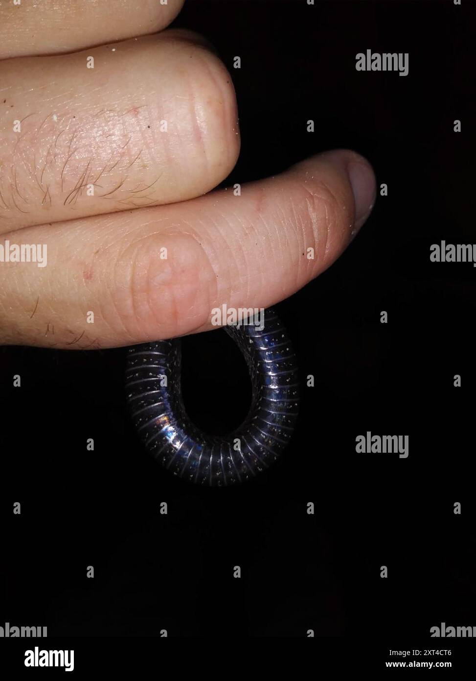 Mangrove Saltmarsh Snake (Nerodia clarkii compressicauda) Reptilia ...