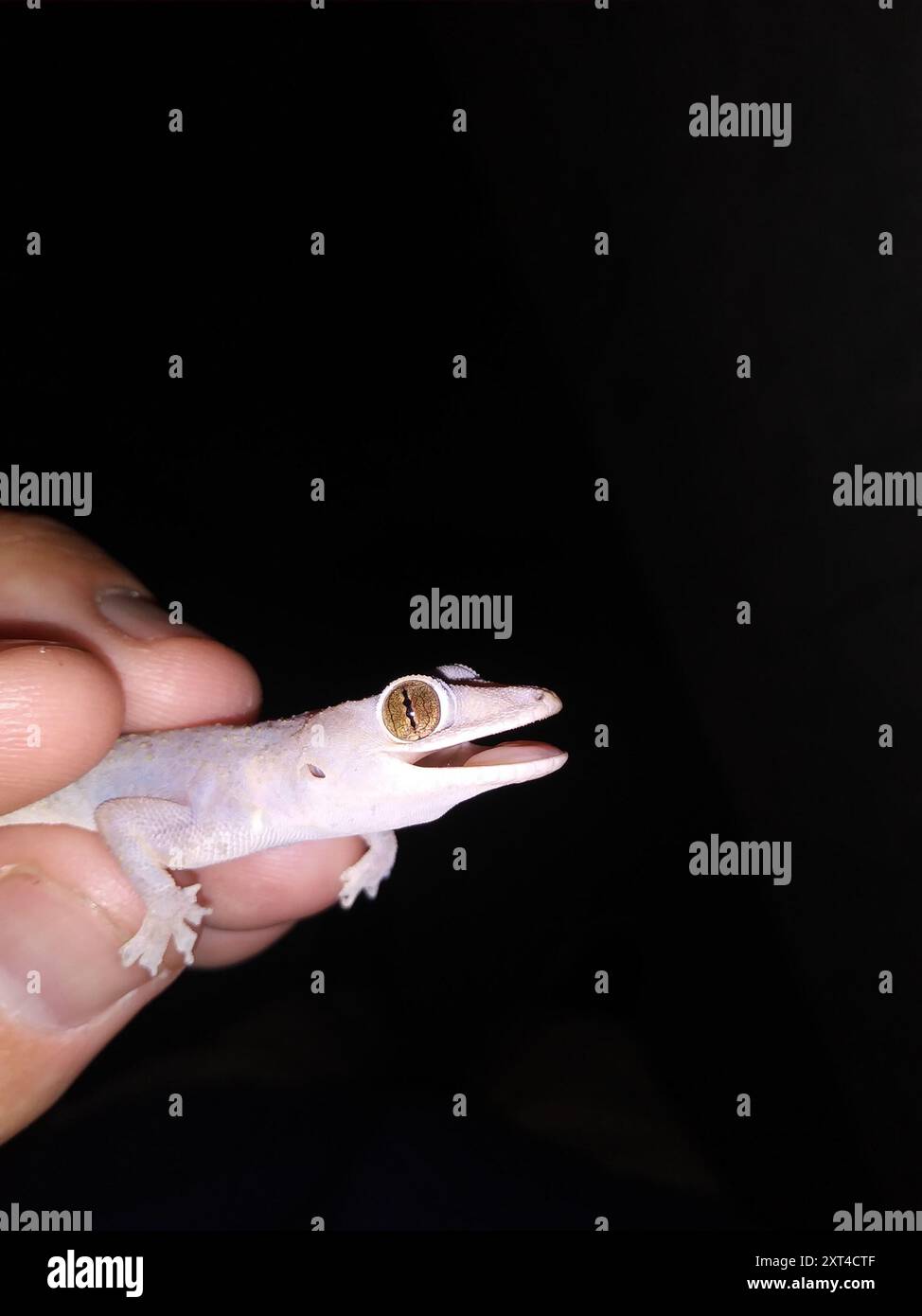 Tropical House Gecko (Hemidactylus mabouia) Reptilia Stock Photo - Alamy