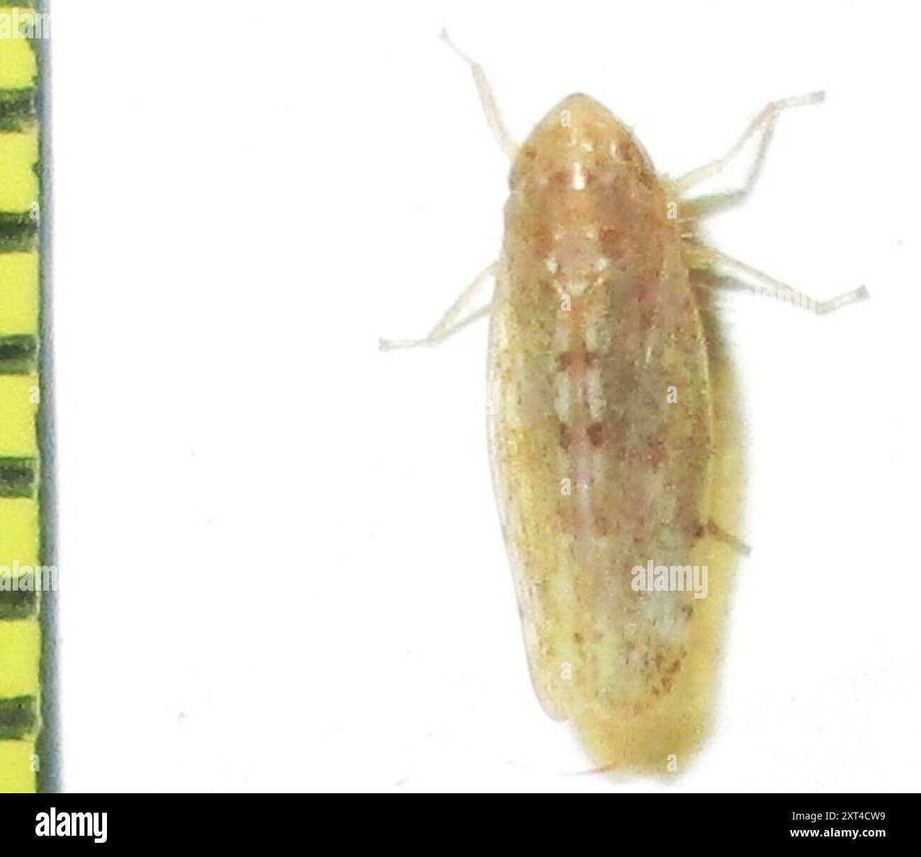 Typical Leafhoppers (Cicadellidae) Insecta Stock Photo - Alamy