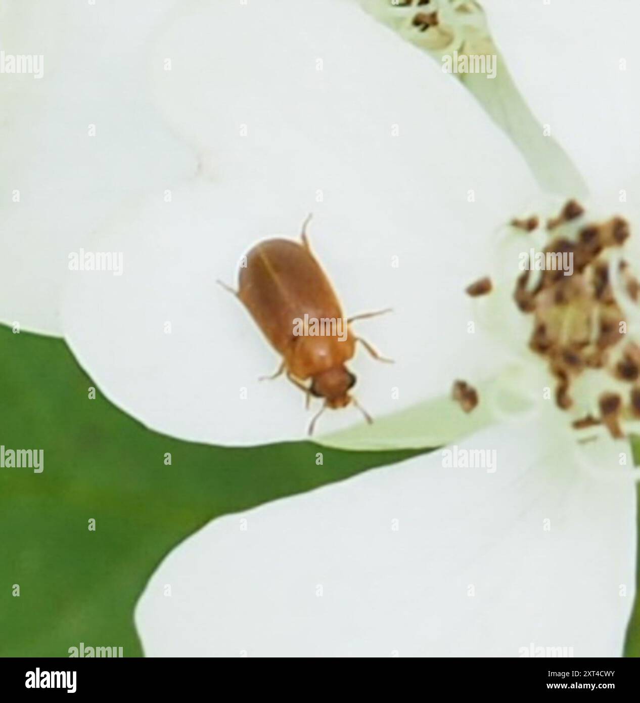 Raspberry Fruitworm Beetle (Byturus unicolor) Insecta Stock Photo - Alamy