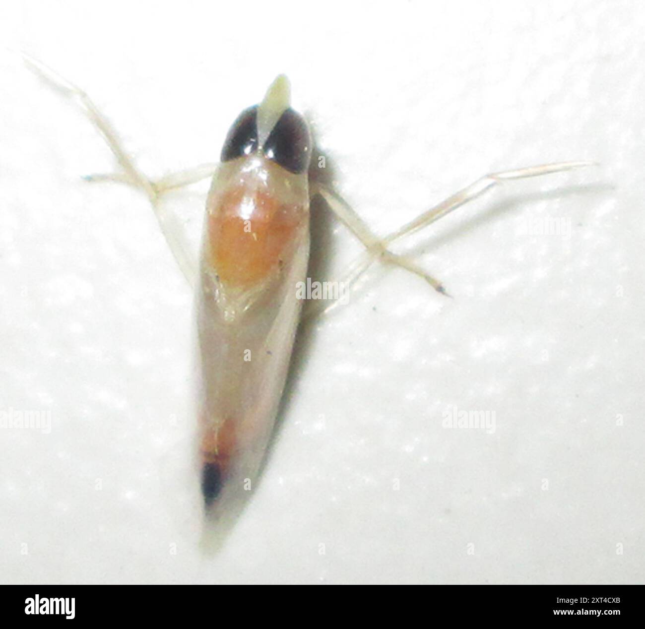 Common Backswimmers (Anisops) Insecta Stock Photo - Alamy