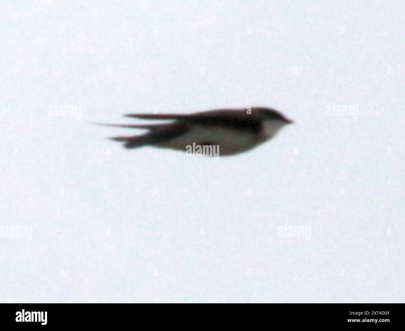 Tree Swallow (Tachycineta bicolor) Aves Stock Photo - Alamy