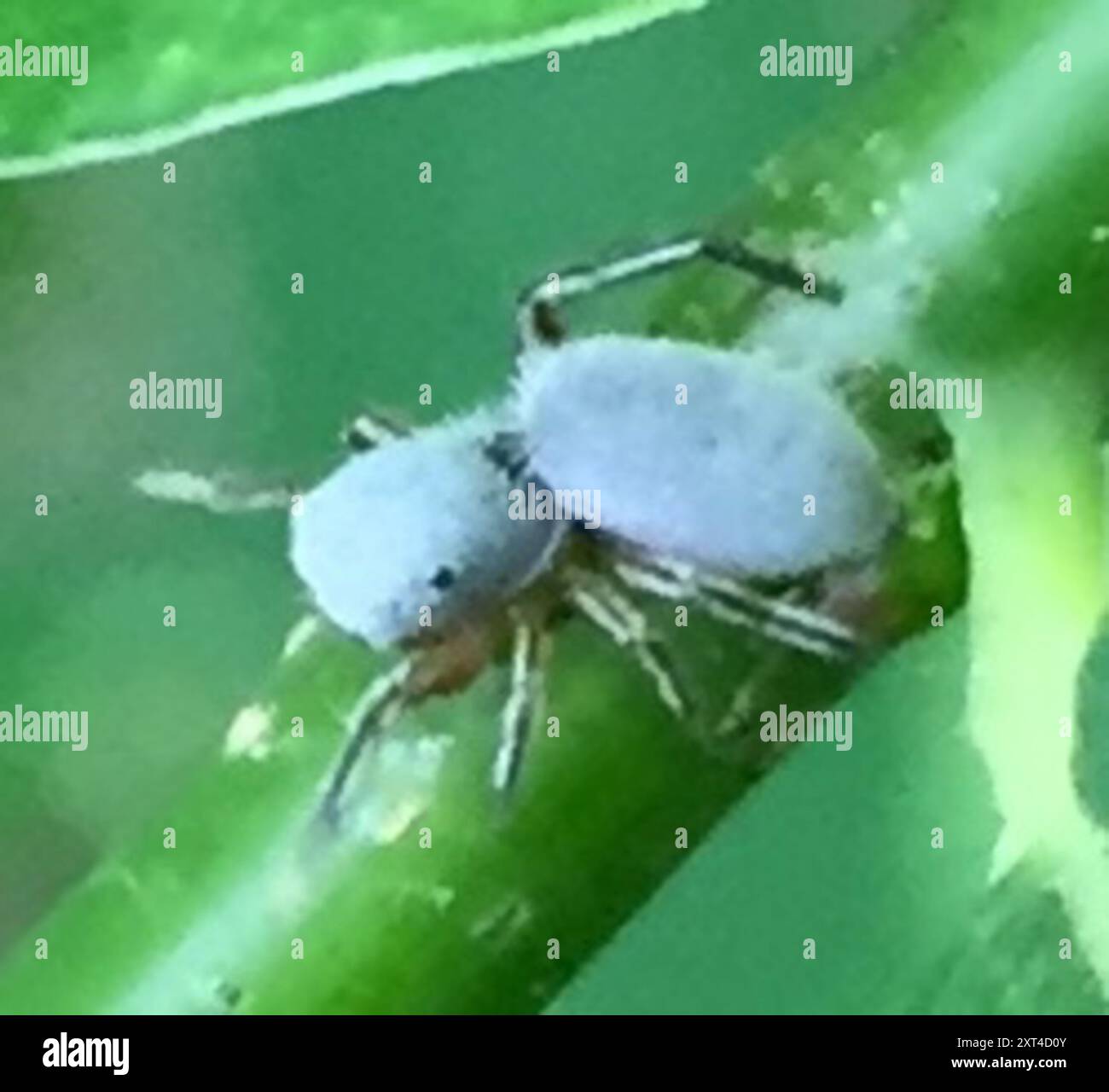 Thick-spined Jumping Spider (Tutelina similis) Arachnida Stock Photo ...