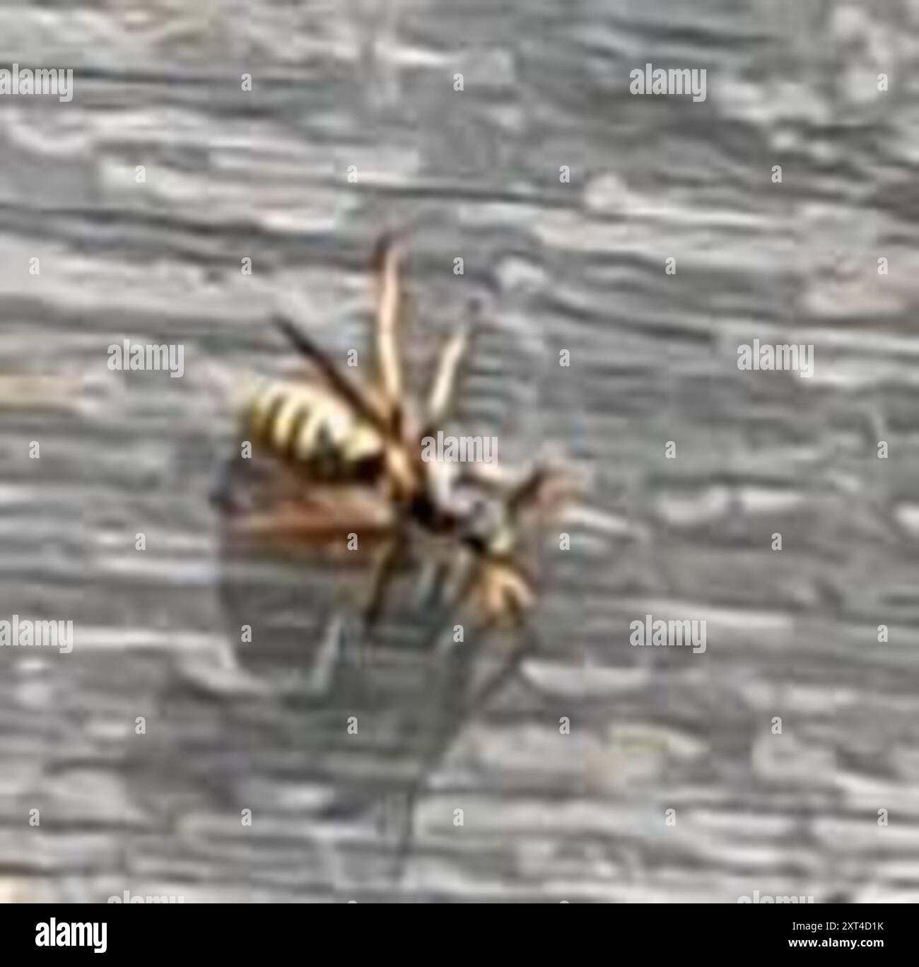 Paper Wasps (Polistinae) Insecta Stock Photo - Alamy