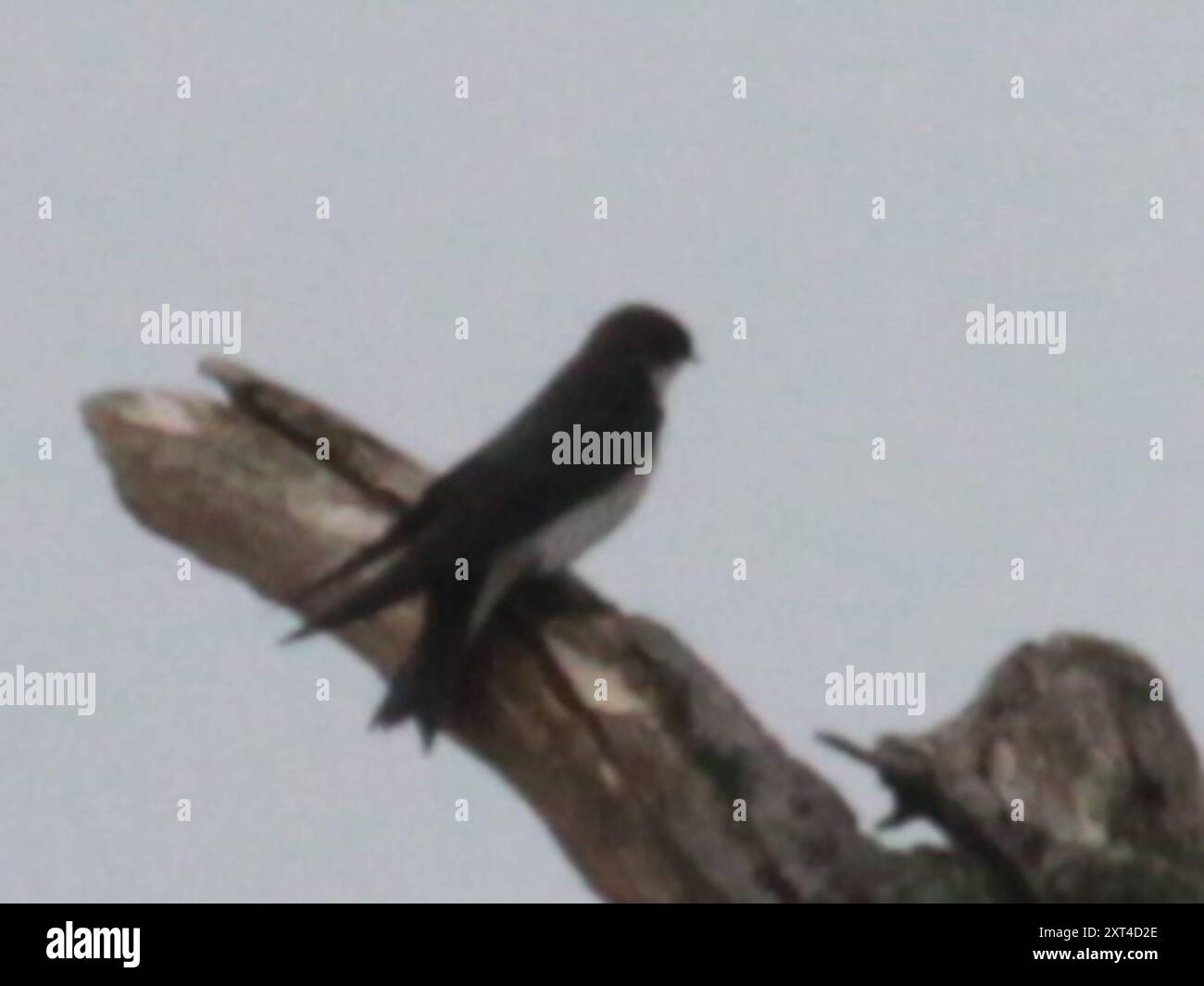 Tree Swallow (Tachycineta bicolor) Aves Stock Photo - Alamy