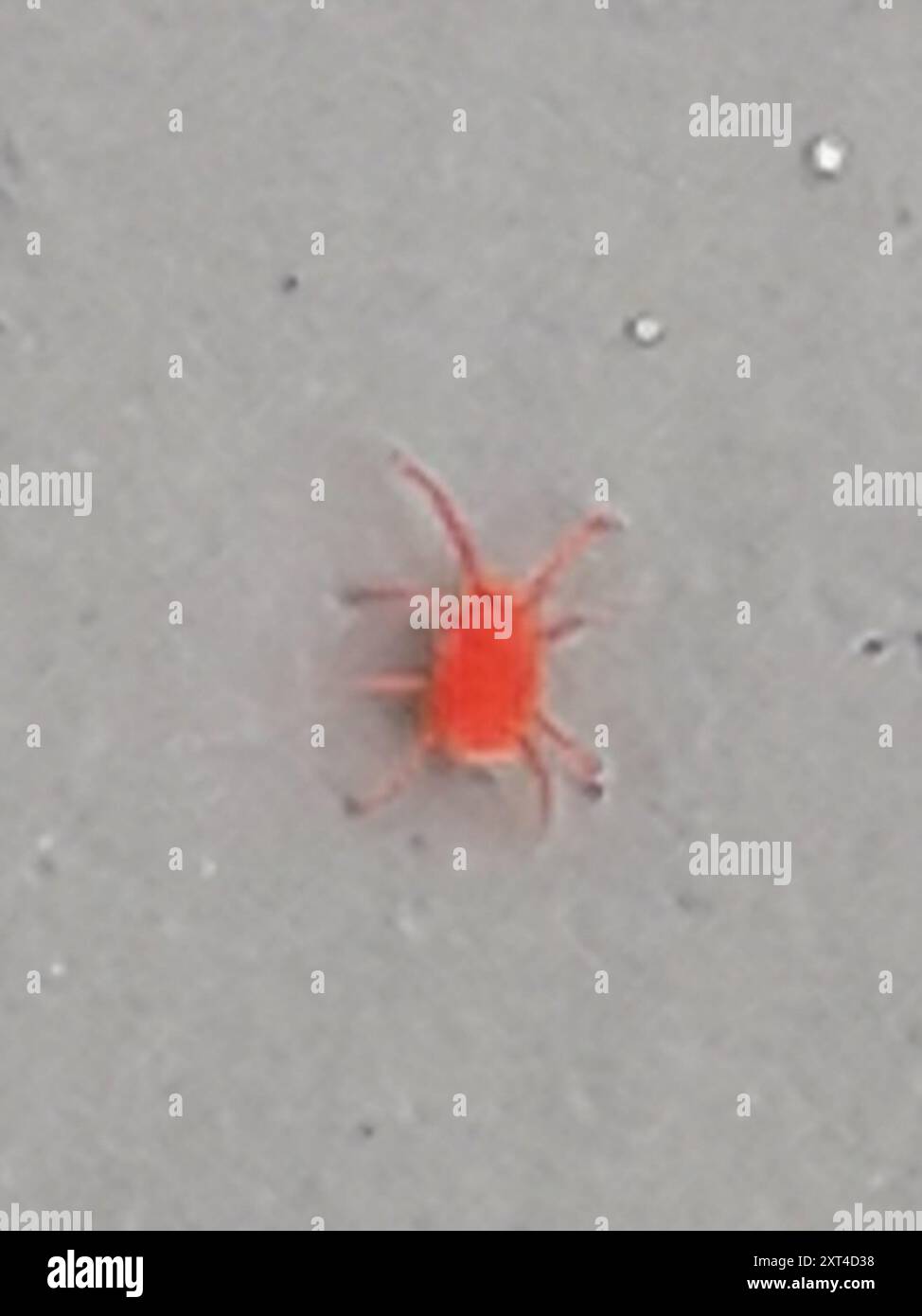 Velvet Mites, Chiggers, and Relatives (Trombidia) Arachnida Stock Photo ...