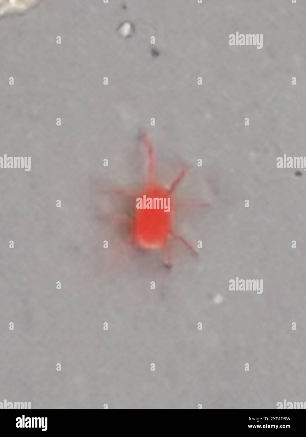 Velvet Mites, Chiggers, and Relatives (Trombidia) Arachnida Stock Photo ...