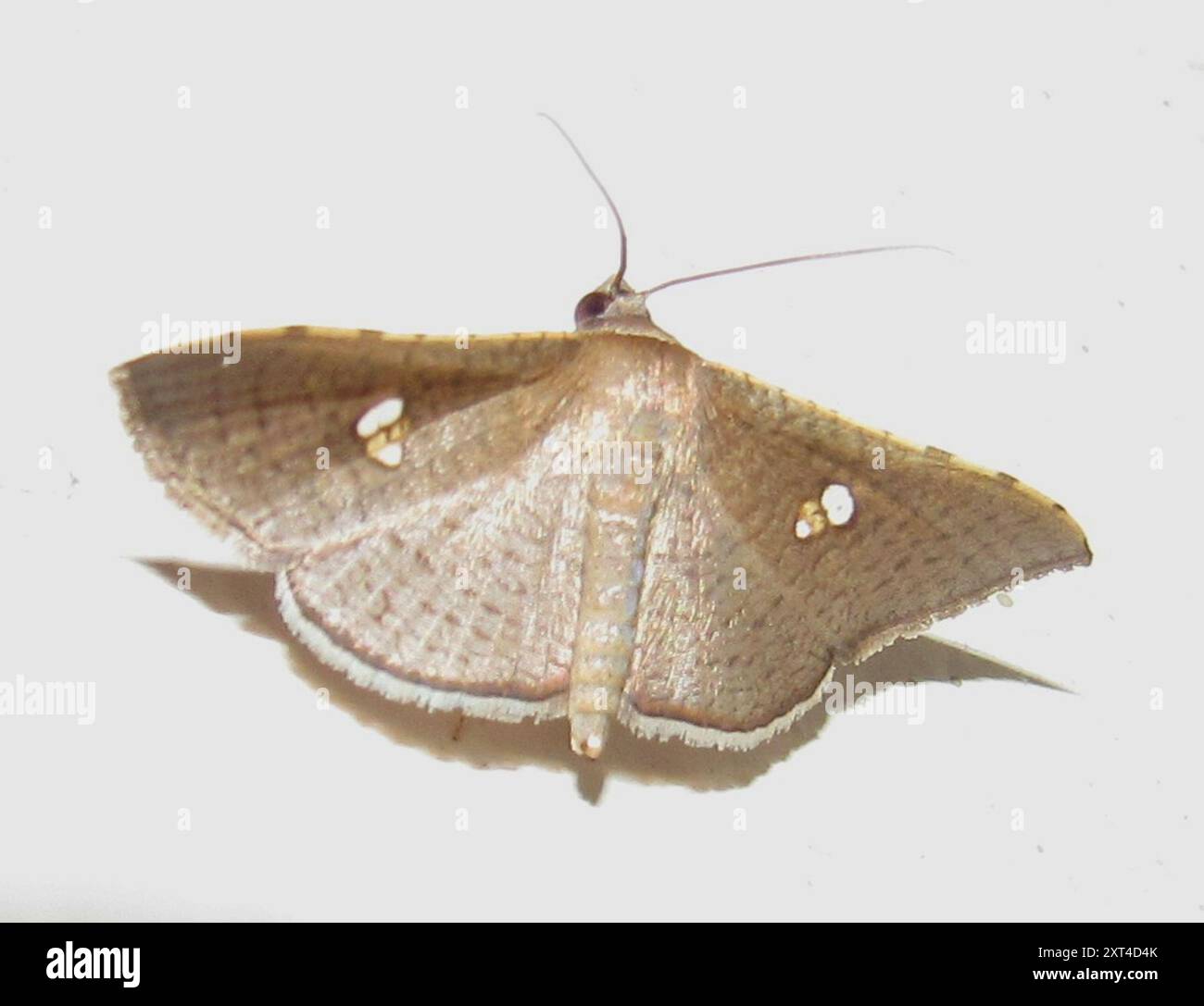 Sapodilla Borer Moth (Banisia myrsusalis) Insecta Stock Photo - Alamy