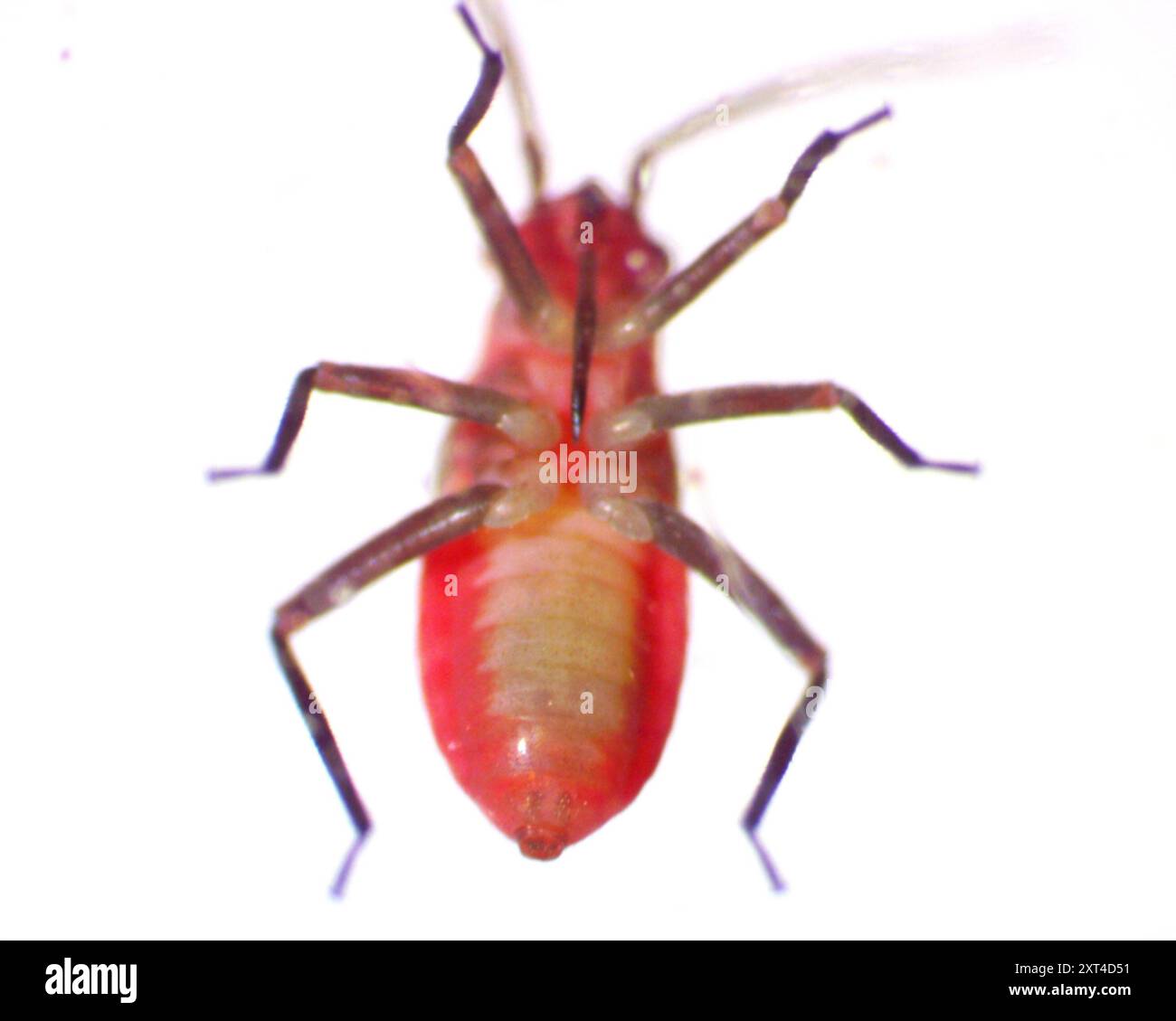 Scarlet Plant Bugs (Lopidea) Insecta Stock Photo - Alamy