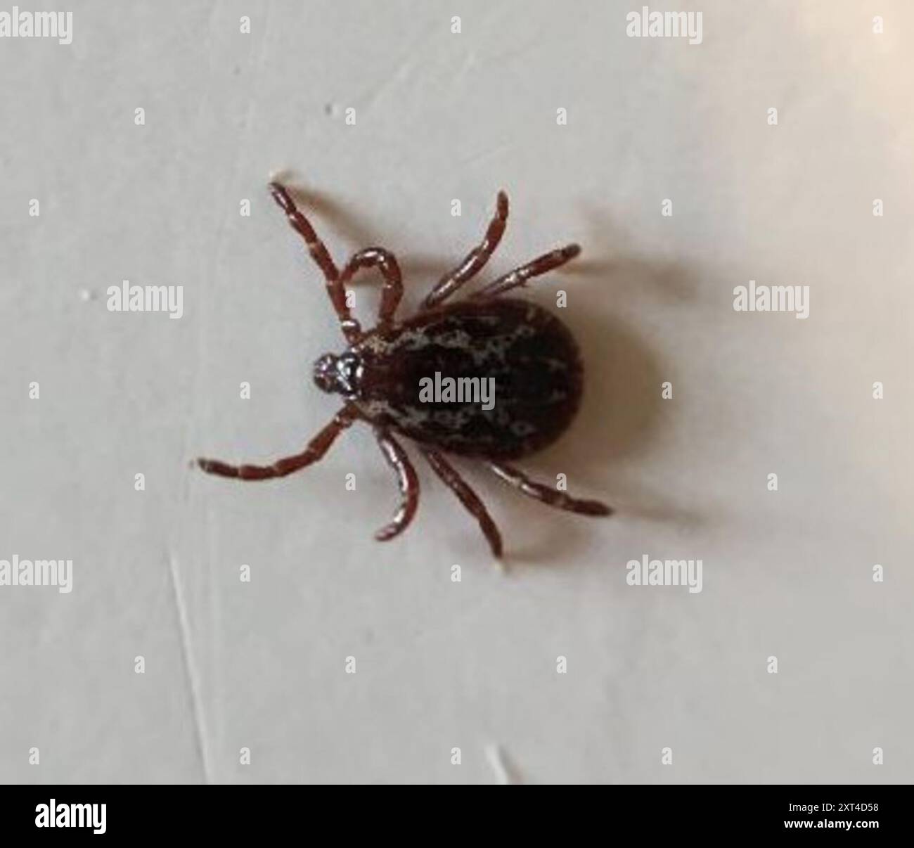 American Dog Tick (Dermacentor variabilis) Arachnida Stock Photo - Alamy