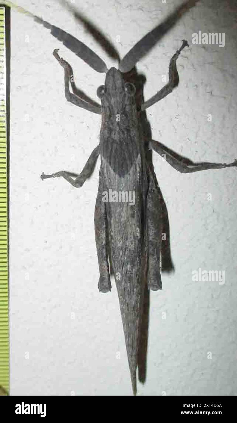 Rain Locusts (Lamarckiana) Insecta Stock Photo - Alamy