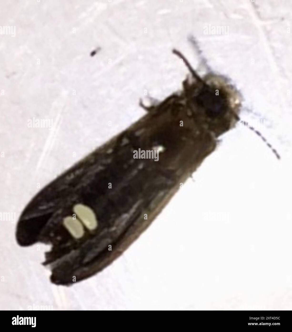 Blue Ghost Firefly (Phausis reticulata) Insecta Stock Photo - Alamy