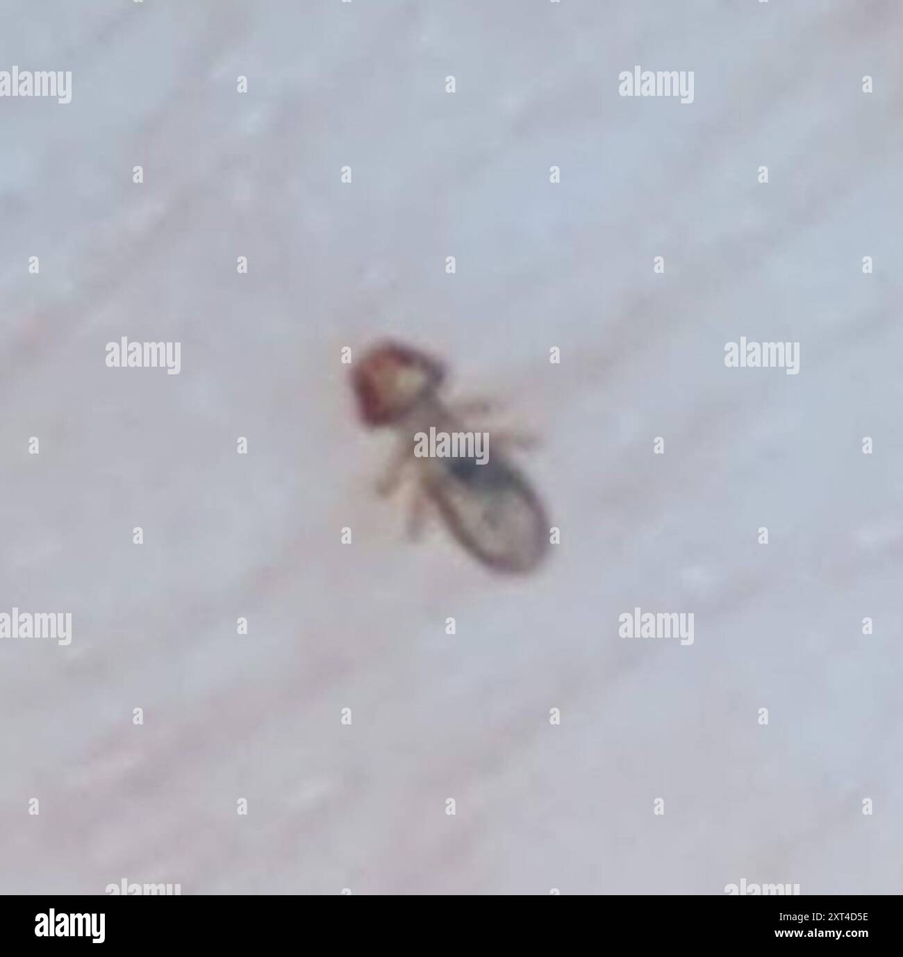 chicken body lice (Menoponidae) Insecta Stock Photo - Alamy