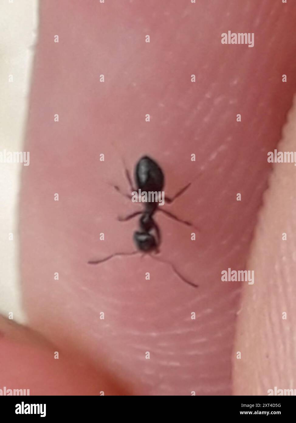 Citronella Ants, Fuzzy Ants, and Allies (Lasius) Insecta Stock Photo ...