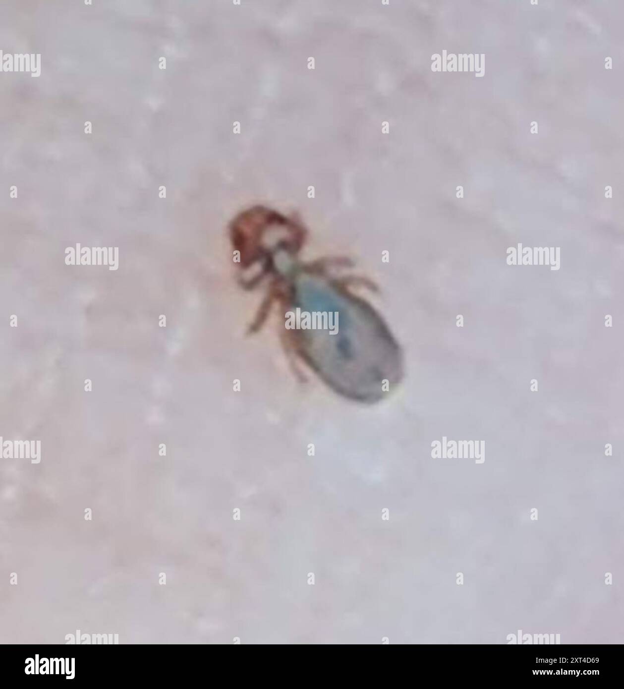 chicken body lice (Menoponidae) Insecta Stock Photo - Alamy