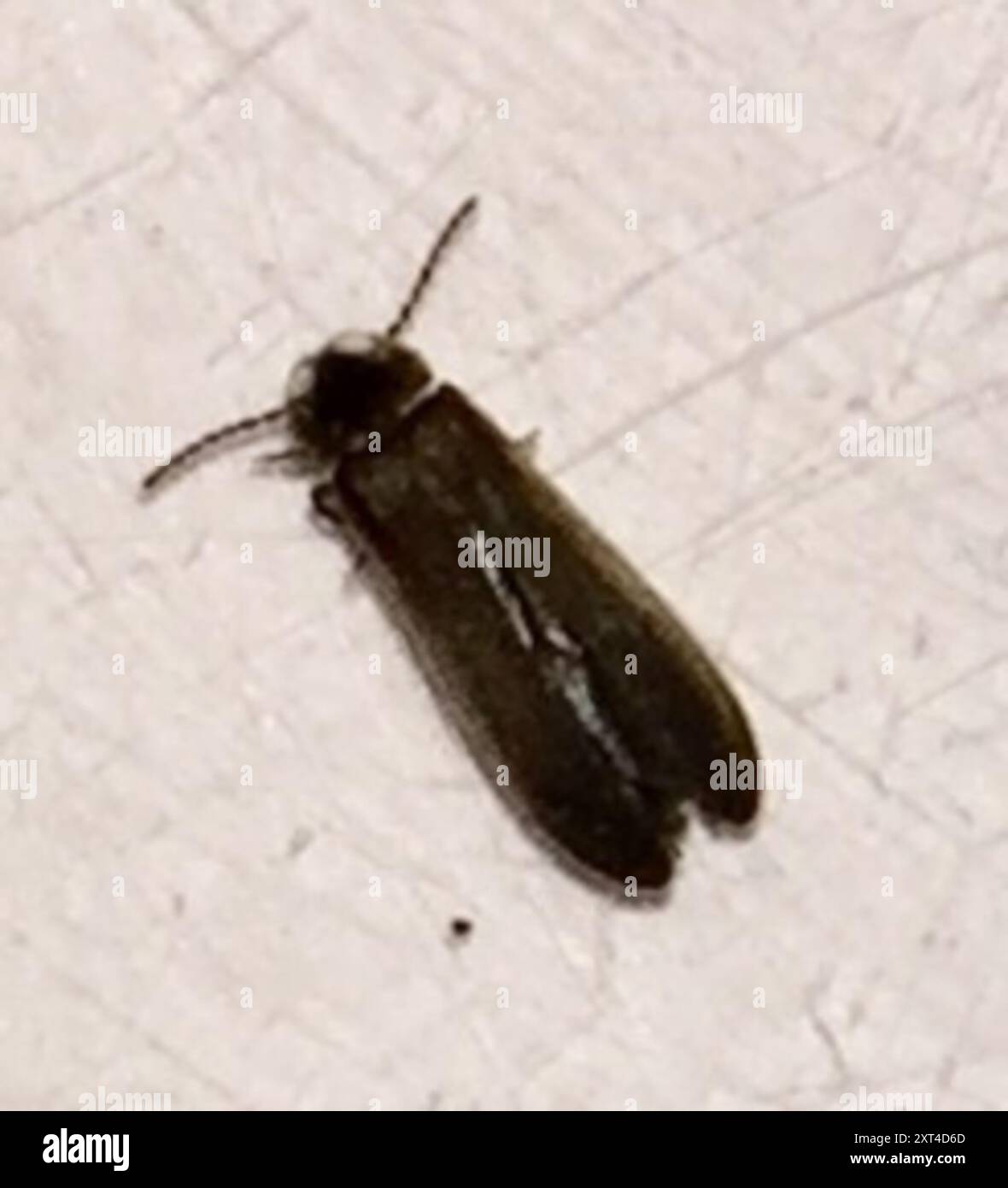 Blue Ghost Firefly (Phausis reticulata) Insecta Stock Photo - Alamy