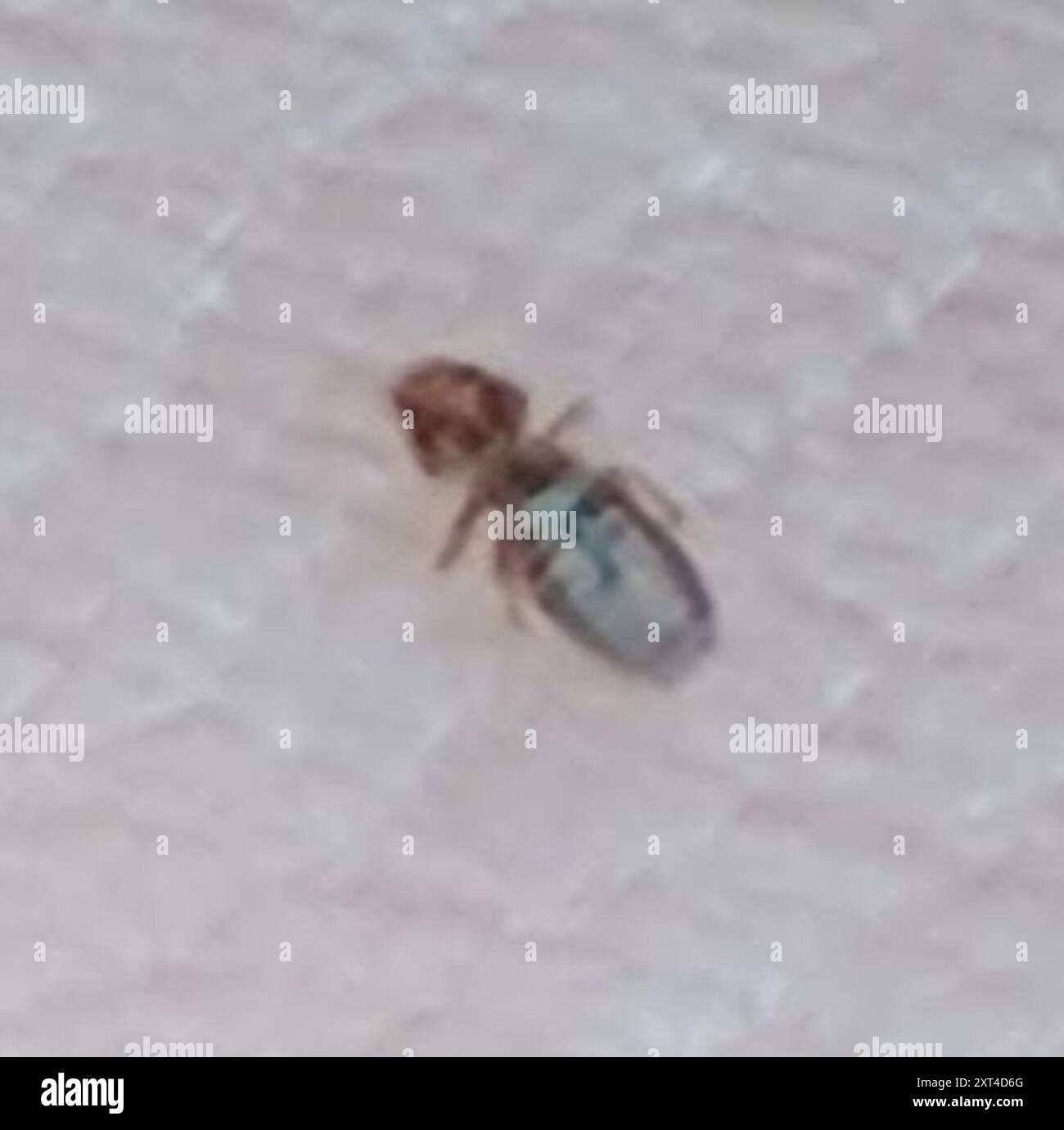 chicken body lice (Menoponidae) Insecta Stock Photo - Alamy