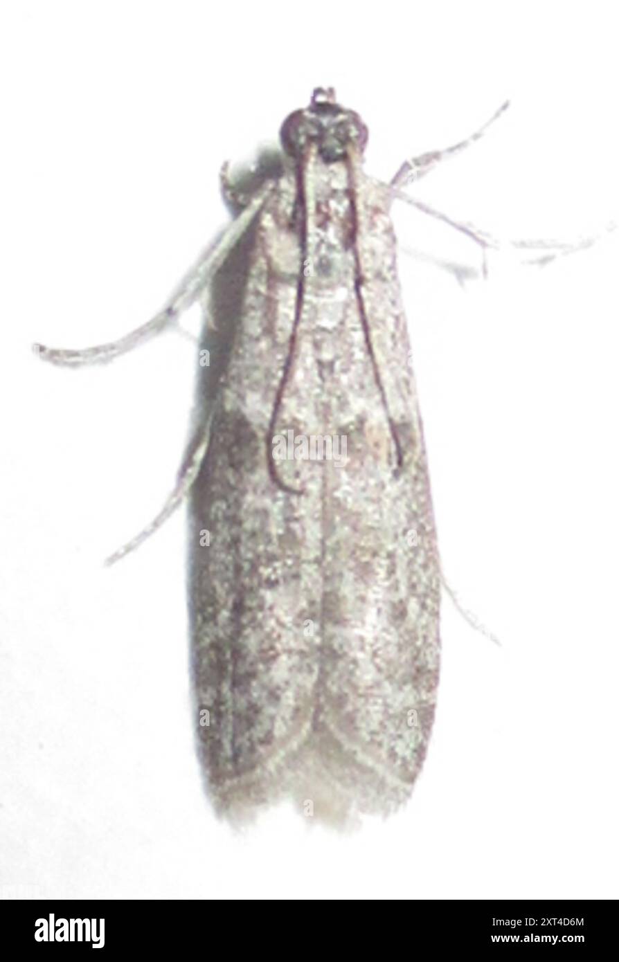 Knot-horn Moths (Phycitinae) Insecta Stock Photo - Alamy