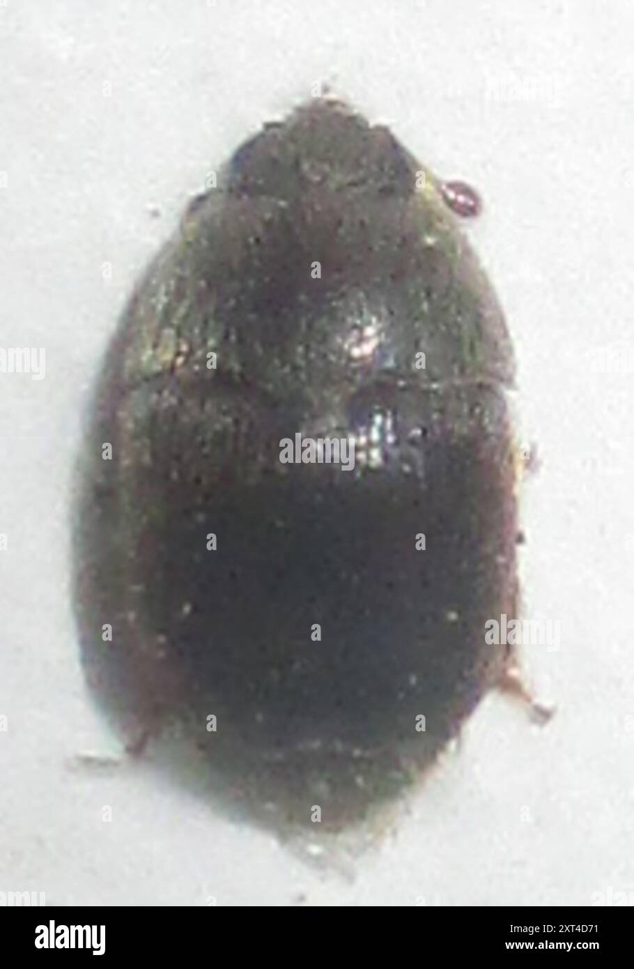 Sap-feeding Beetles (Nitidulidae) Insecta Stock Photo - Alamy