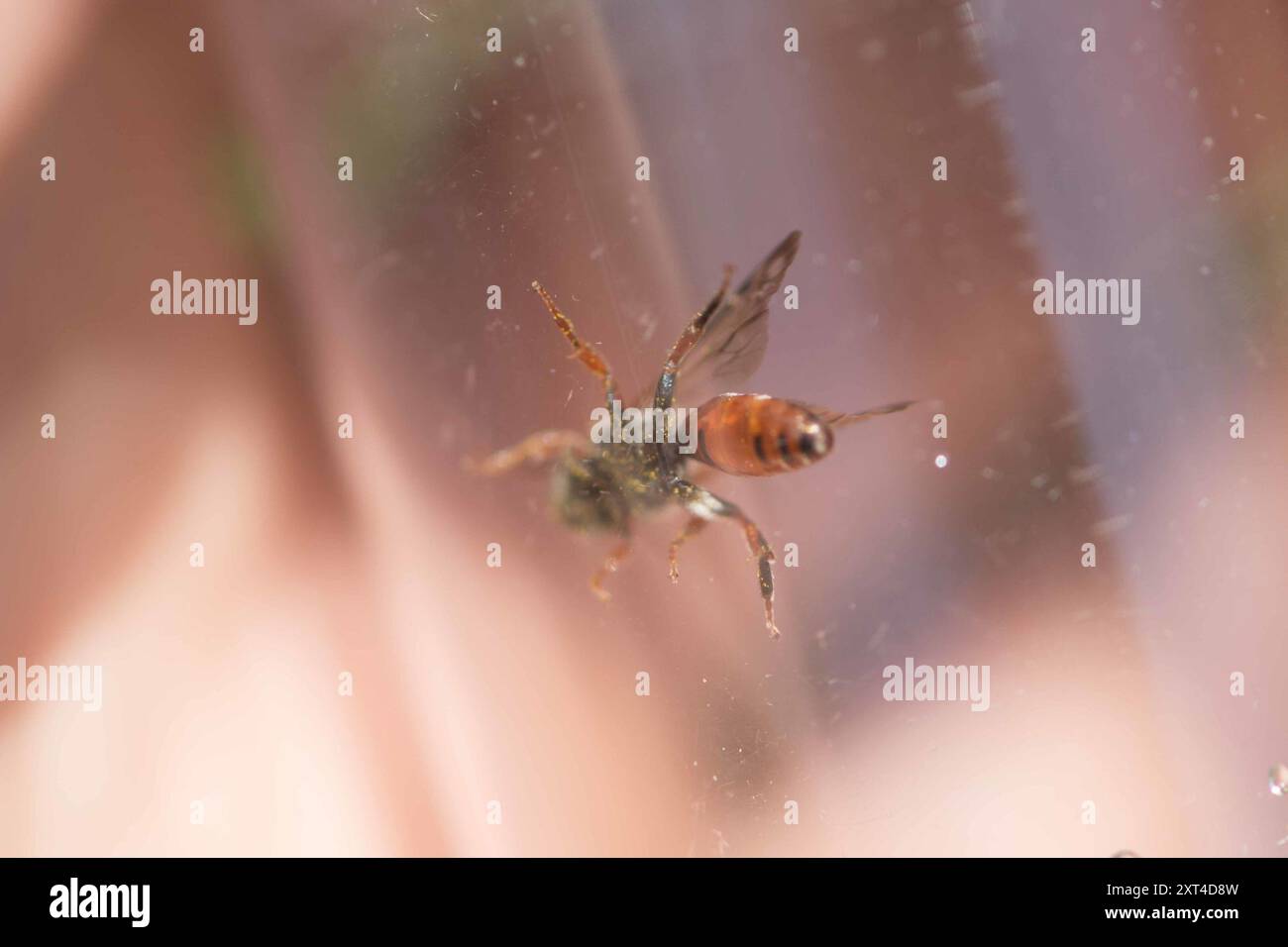 Nomad Bees (Nomada) Insecta Stock Photo - Alamy