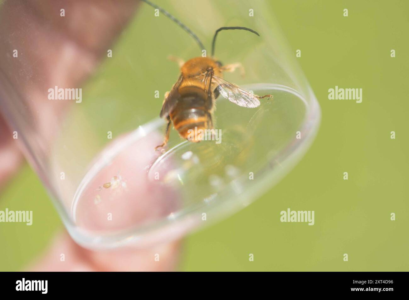 Longhorn Bees (Eucerini) Insecta Stock Photo - Alamy