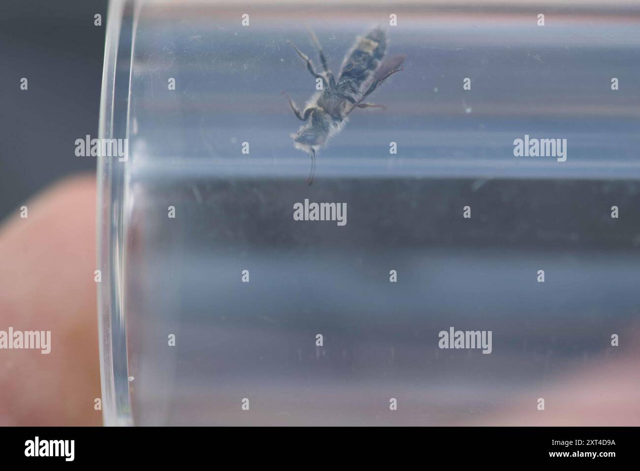 Scissor Bees (Chelostoma) Insecta Stock Photo - Alamy