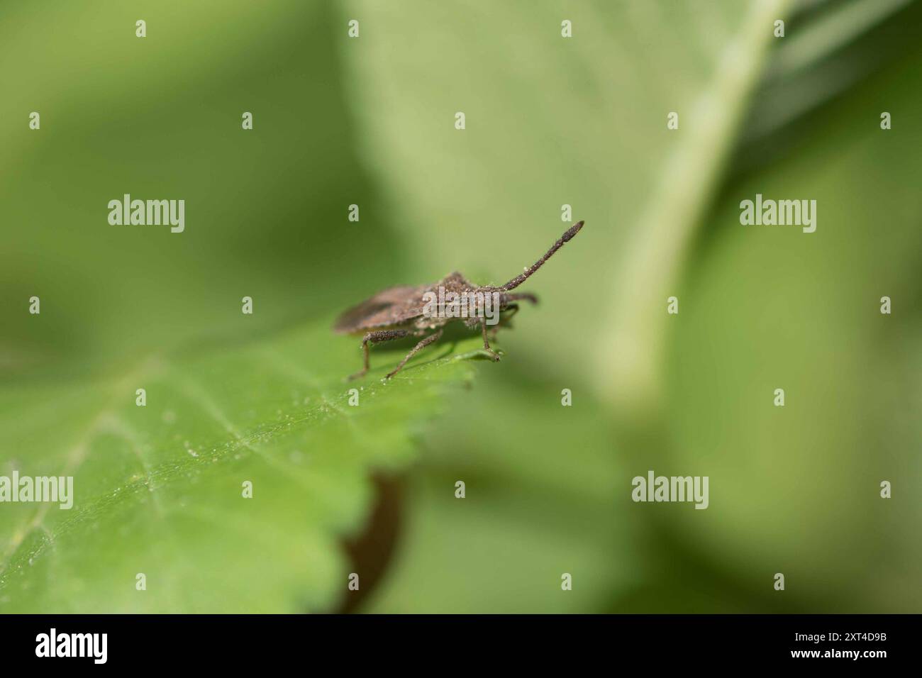 Denticulate Leatherbug (Coriomeris denticulatus) Insecta Stock Photo ...