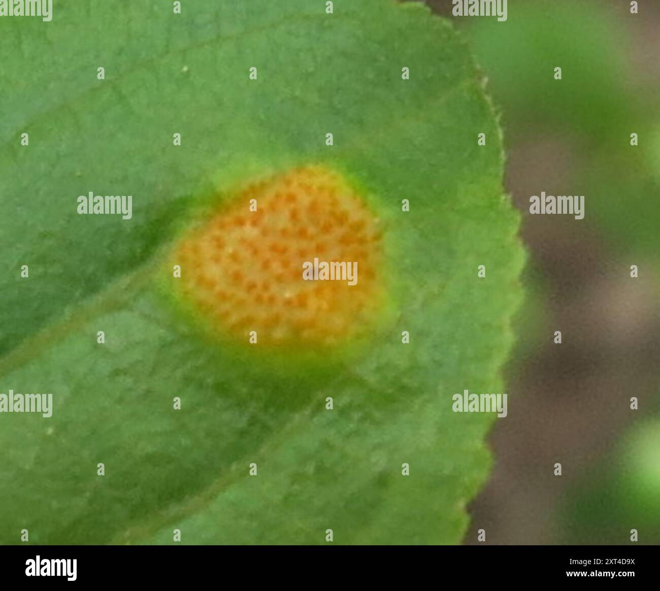 Crown Rust (Puccinia coronata) Fungi Stock Photo - Alamy