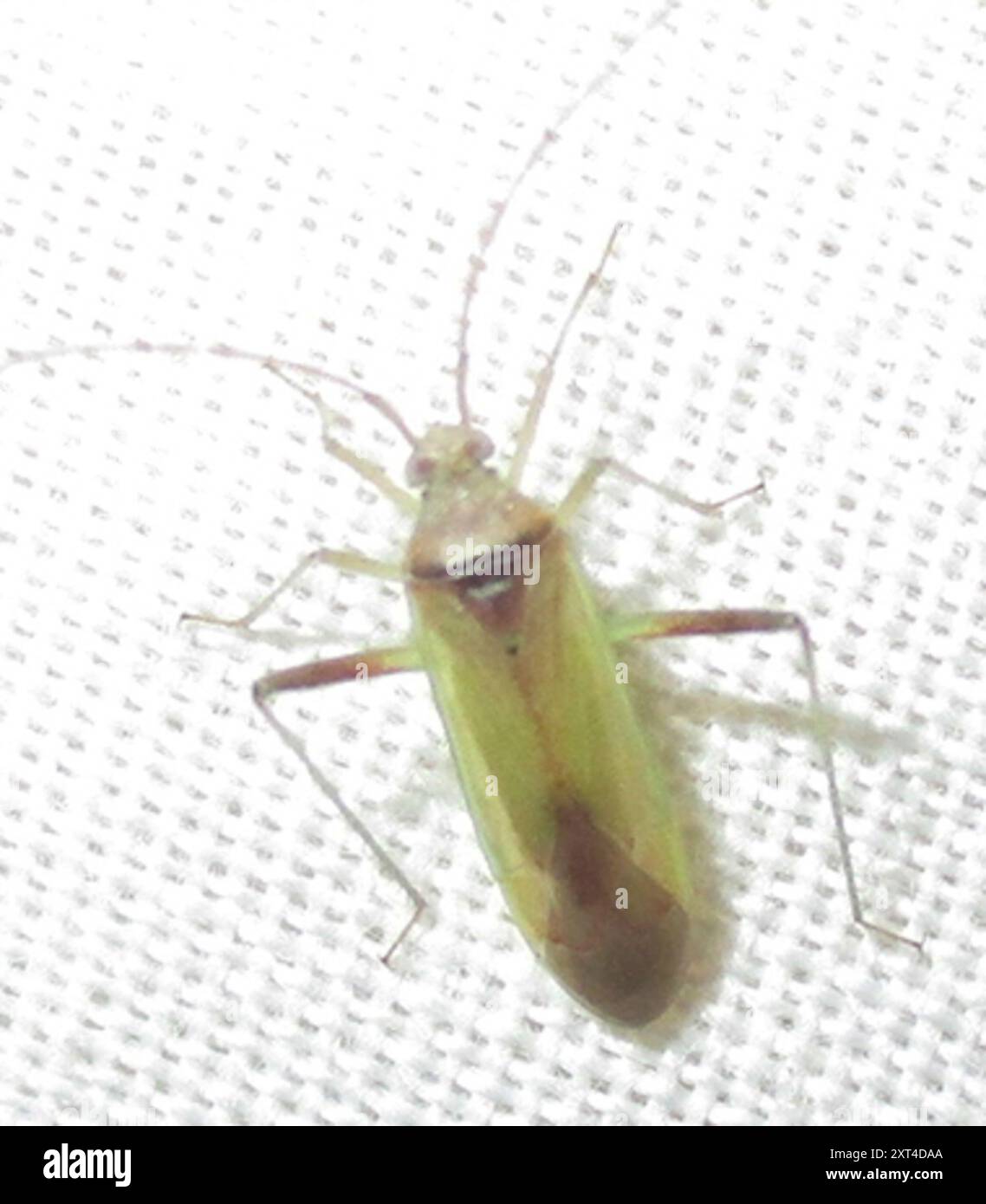 Plant Bugs (Miridae) Insecta Stock Photo - Alamy