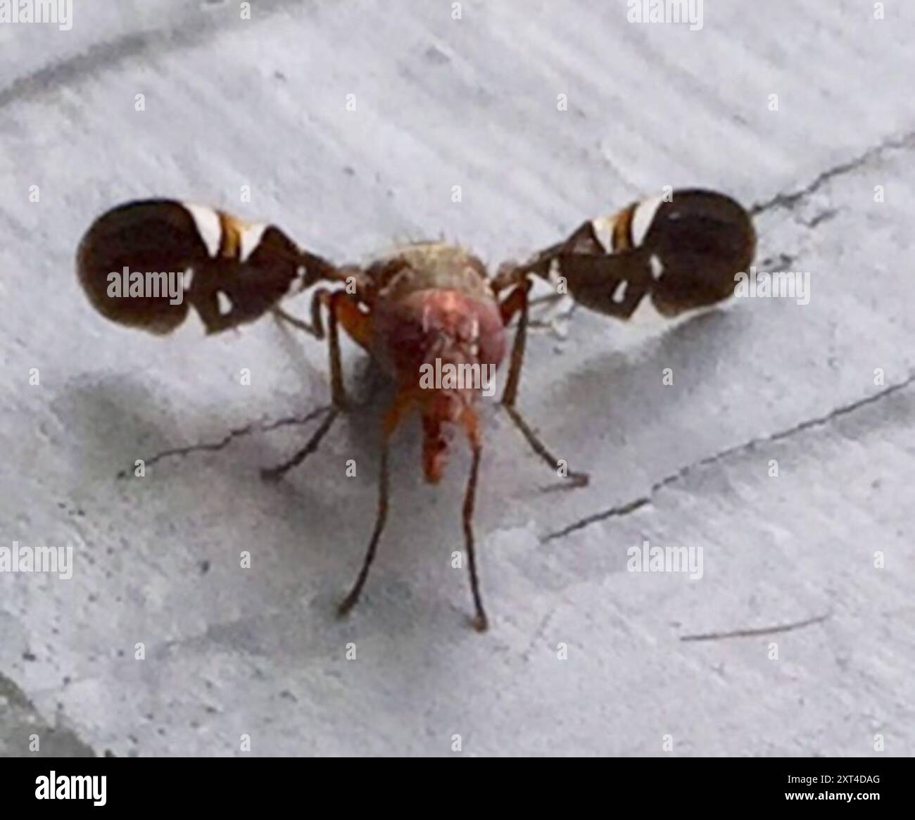 Common Picture-winged Fly (Delphinia picta) Insecta Stock Photo - Alamy