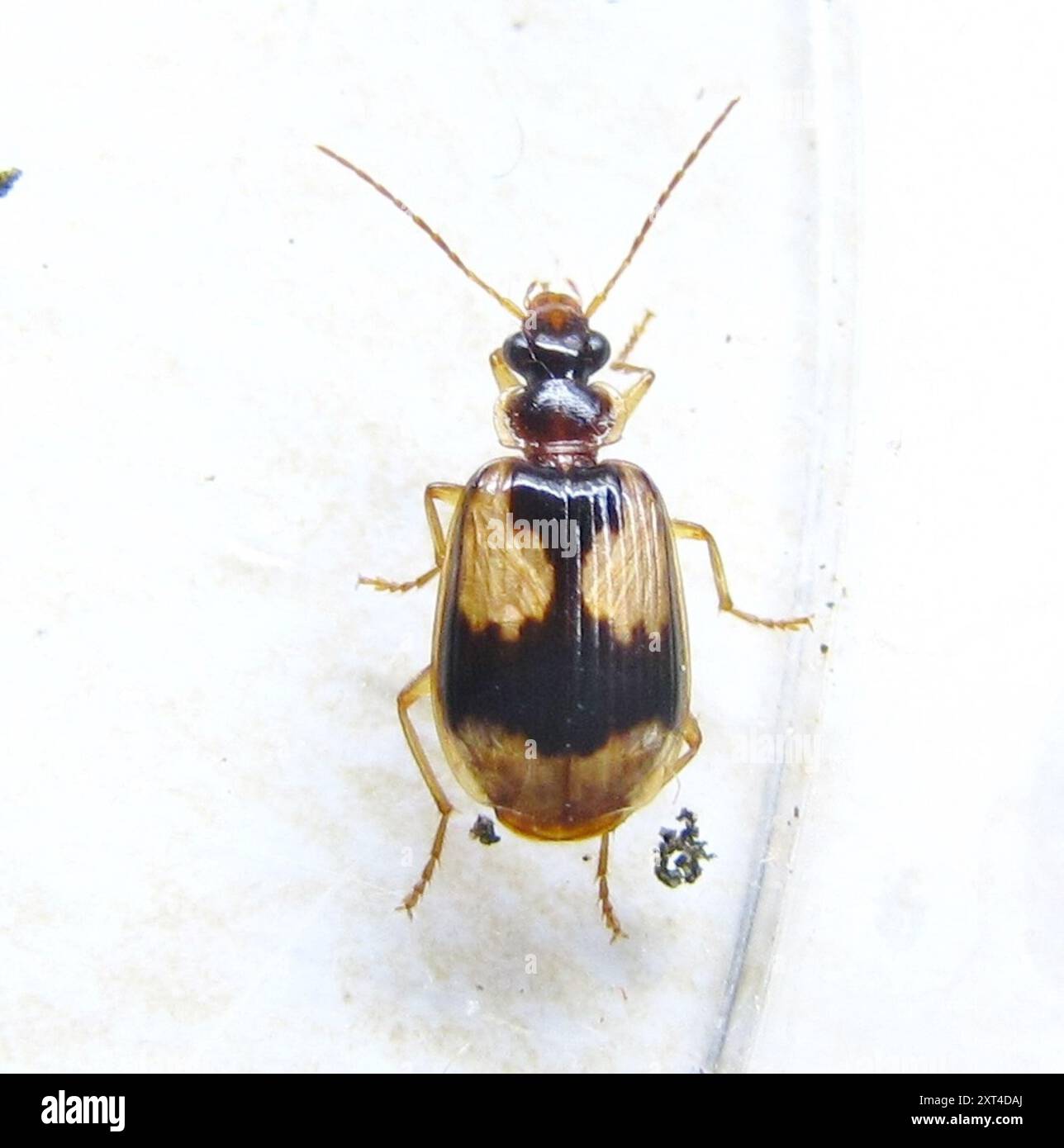 (Lebia fuscata) Insecta Stock Photo - Alamy