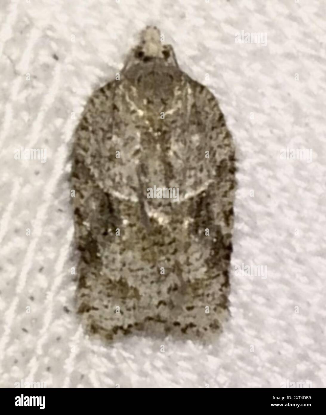 North American Black-headed Birch Leaffolder Moth (Acleris placidana ...