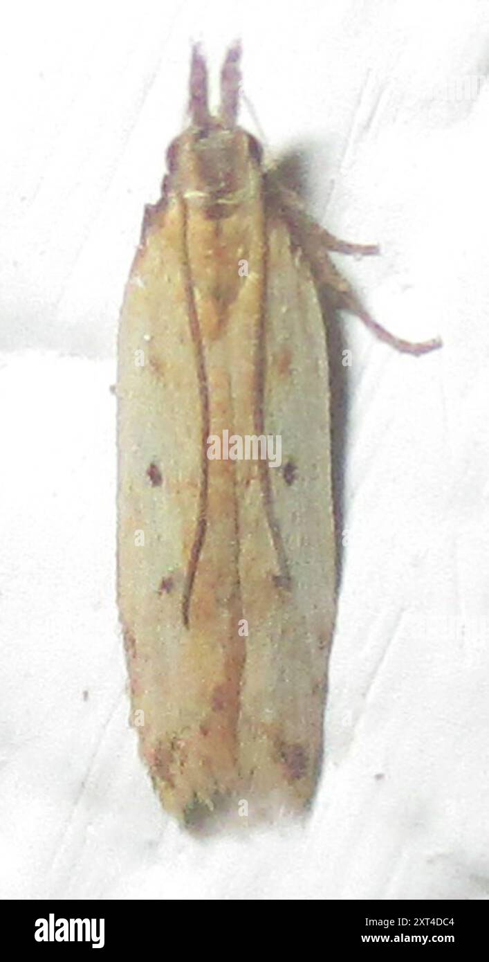 Curved-horn Moths (Gelechioidea) Insecta Stock Photo - Alamy