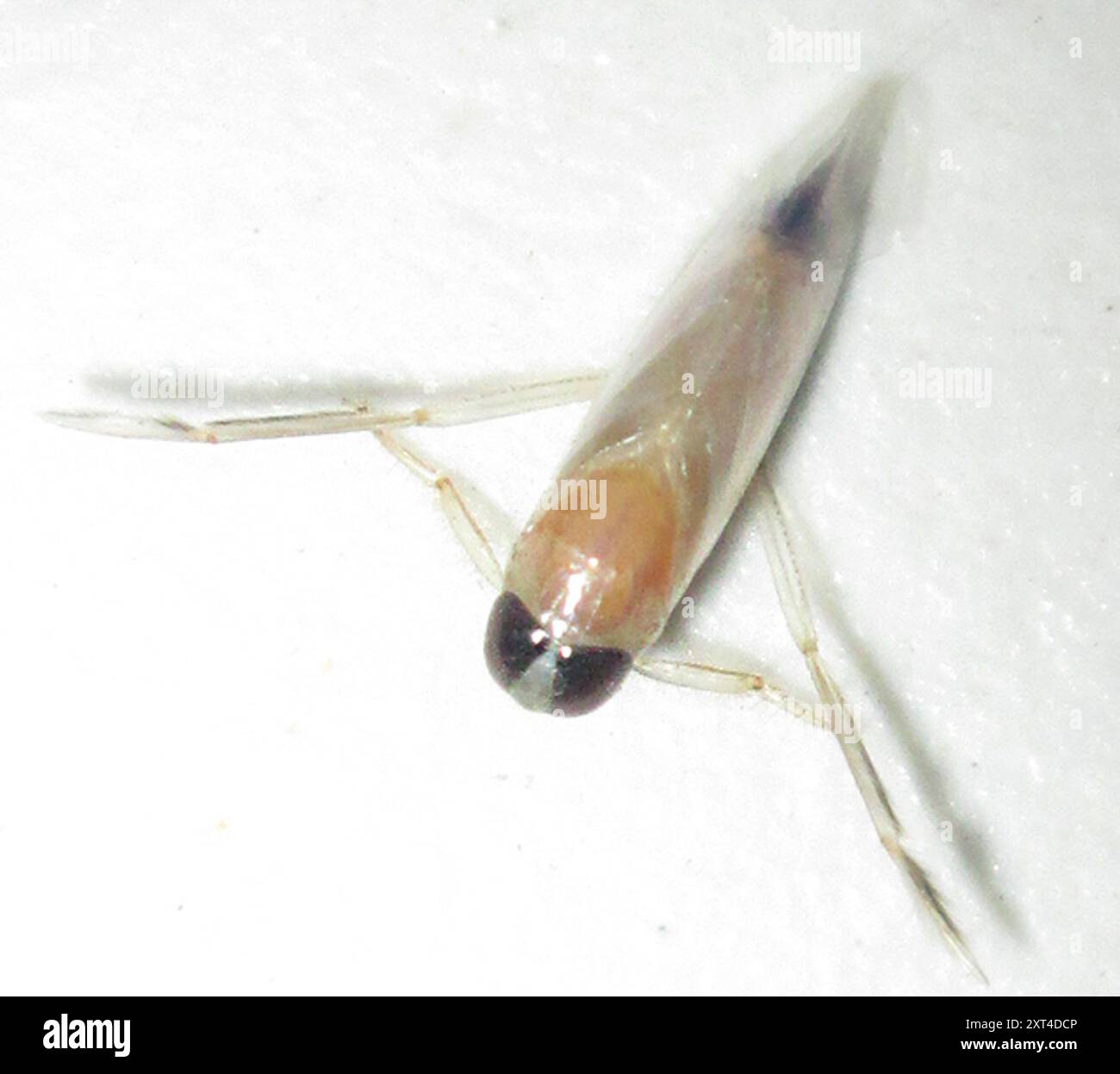 Common Backswimmers (Anisops) Insecta Stock Photo - Alamy