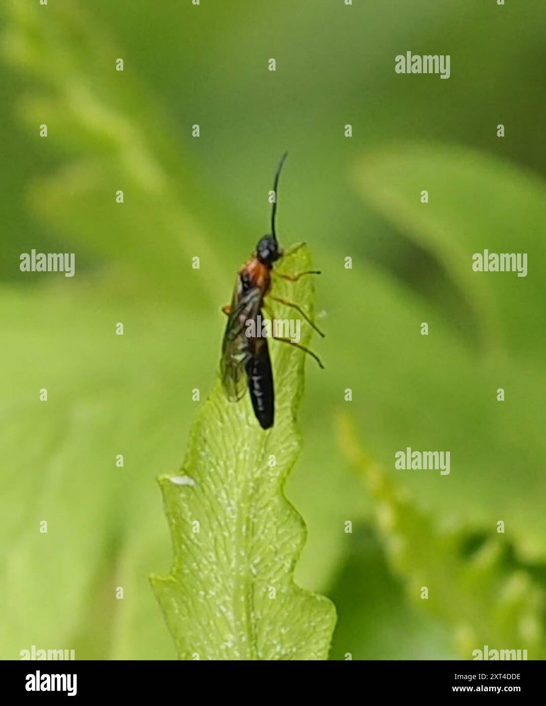 Common Sawflies (Tenthredinidae) Insecta Stock Photo - Alamy