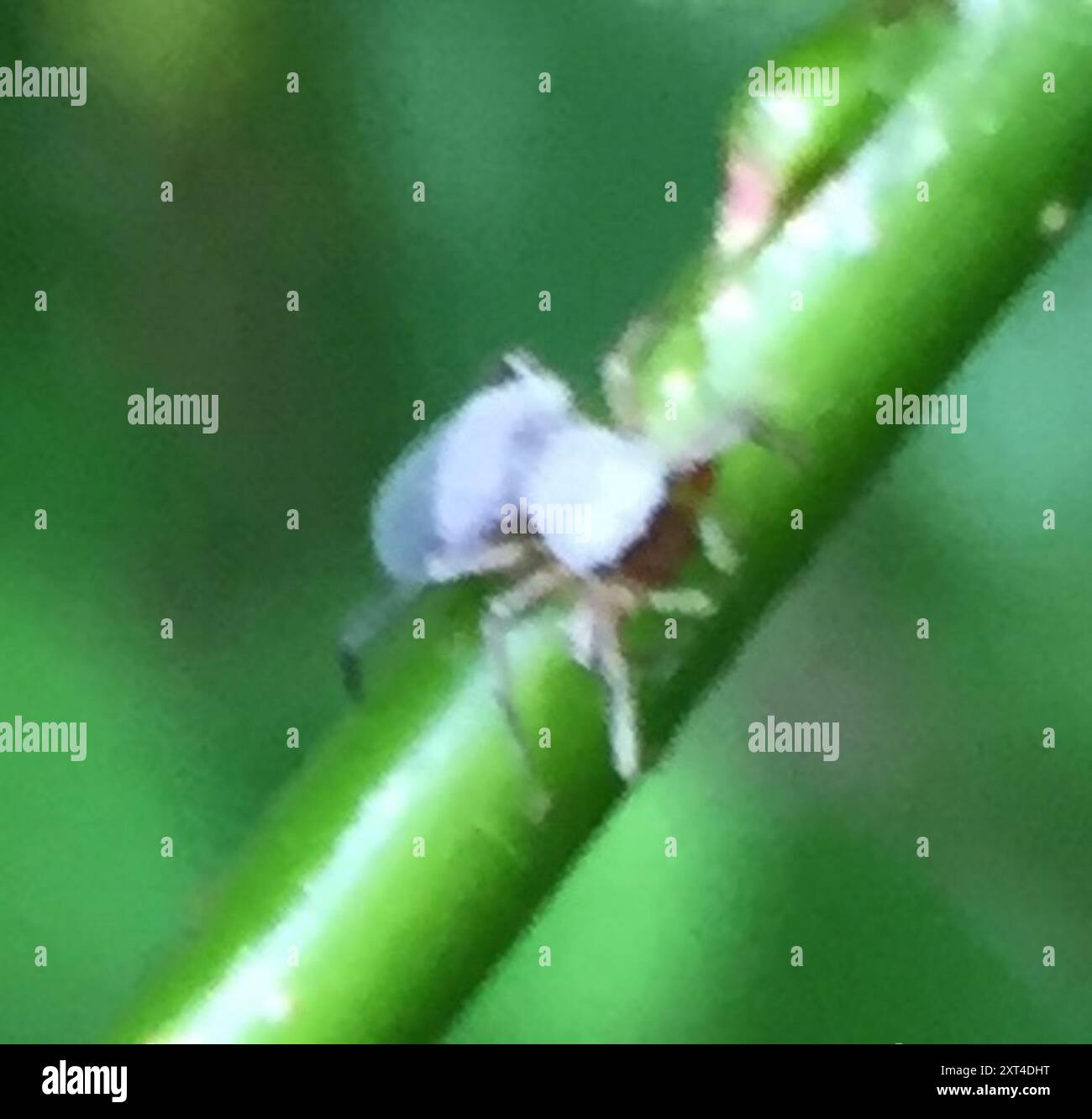 Thick-spined Jumping Spider (Tutelina similis) Arachnida Stock Photo ...