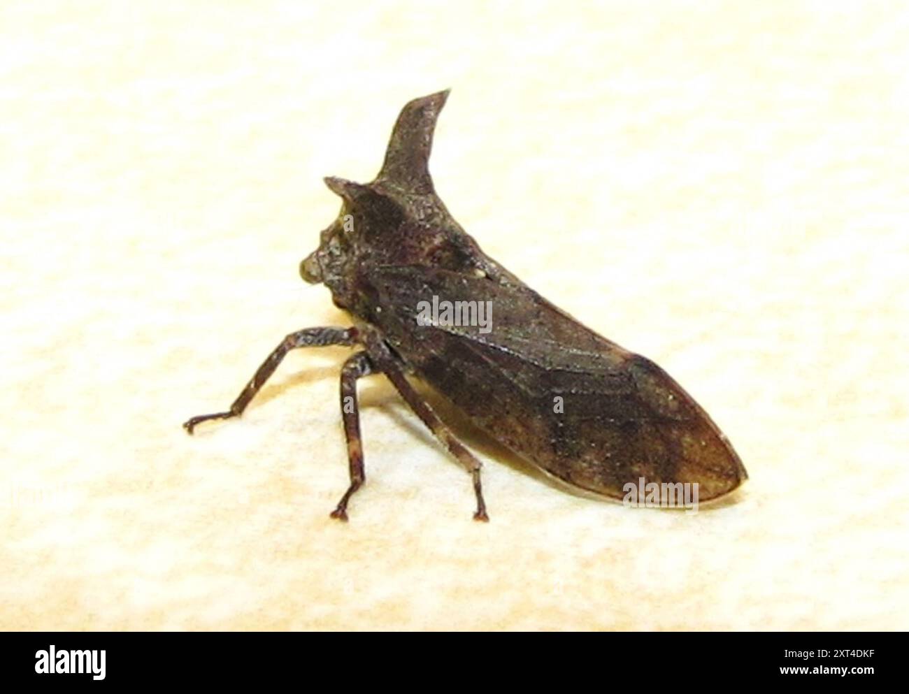 (Microcentrus perditus) Insecta Stock Photo - Alamy