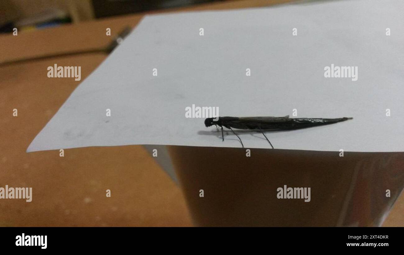 Ship-timber Beetles (Atractocerus) Insecta Stock Photo - Alamy