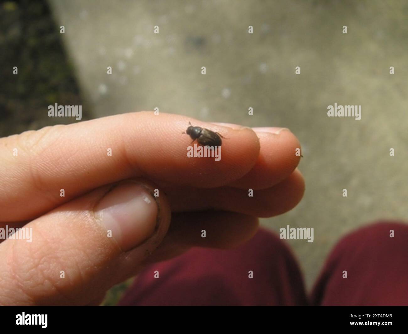 (Melinopterus prodromus) Insecta Stock Photo - Alamy