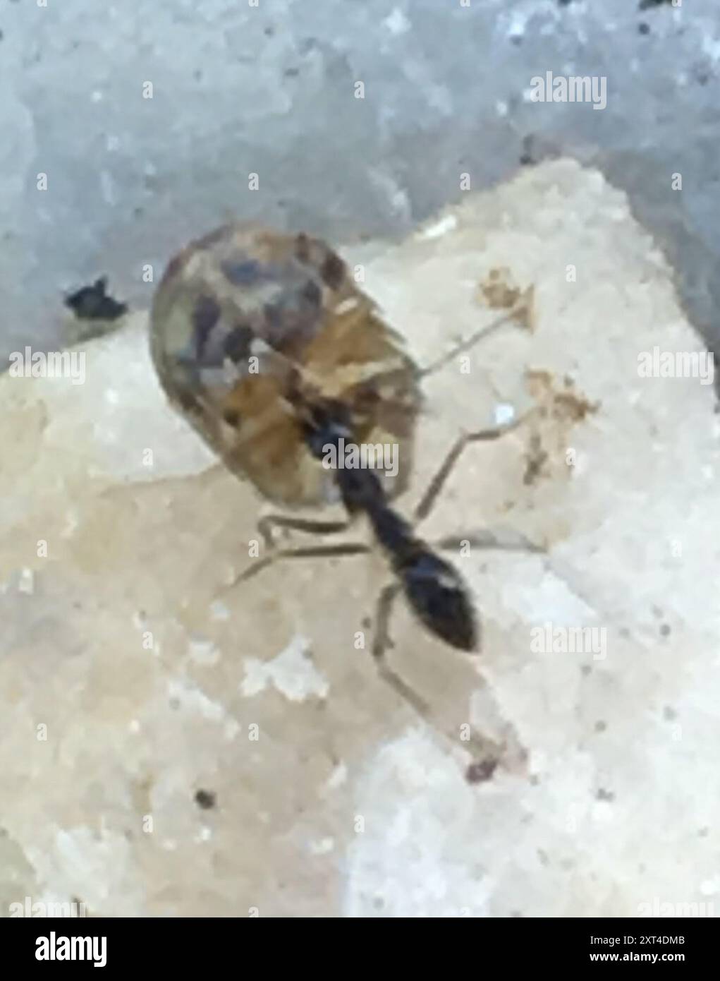 Longhorn Crazy Ant (Paratrechina longicornis) Insecta Stock Photo - Alamy