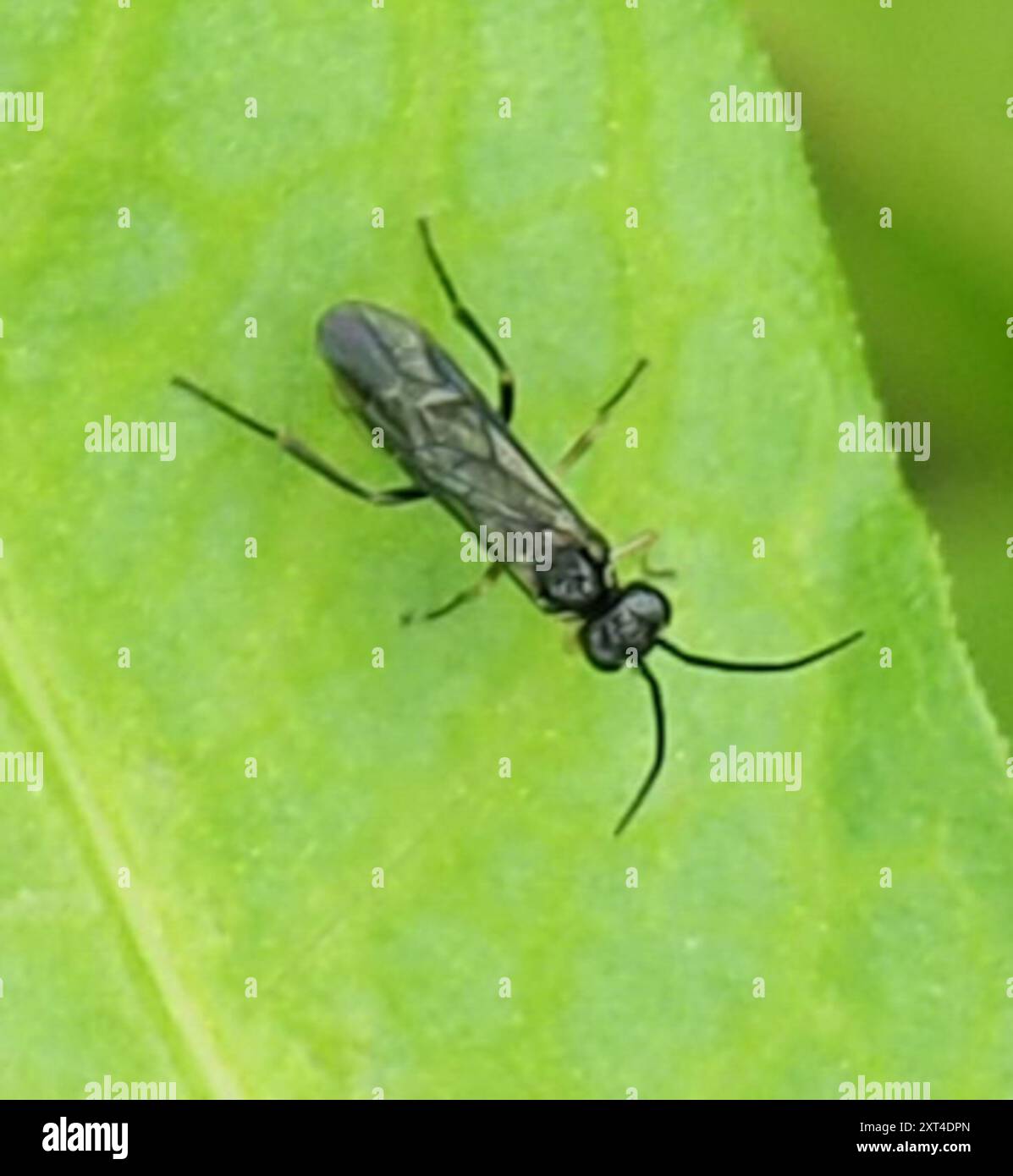 Sawflies, Horntails, and Wood Wasps (Symphyta) Insecta Stock Photo - Alamy