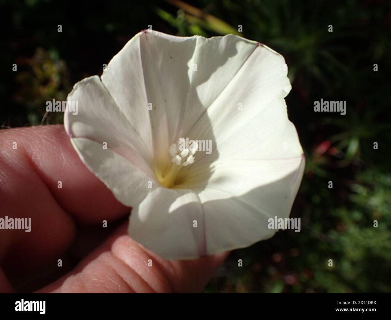 Pacific false bindweed (Calystegia purpurata purpurata) Plantae Stock ...