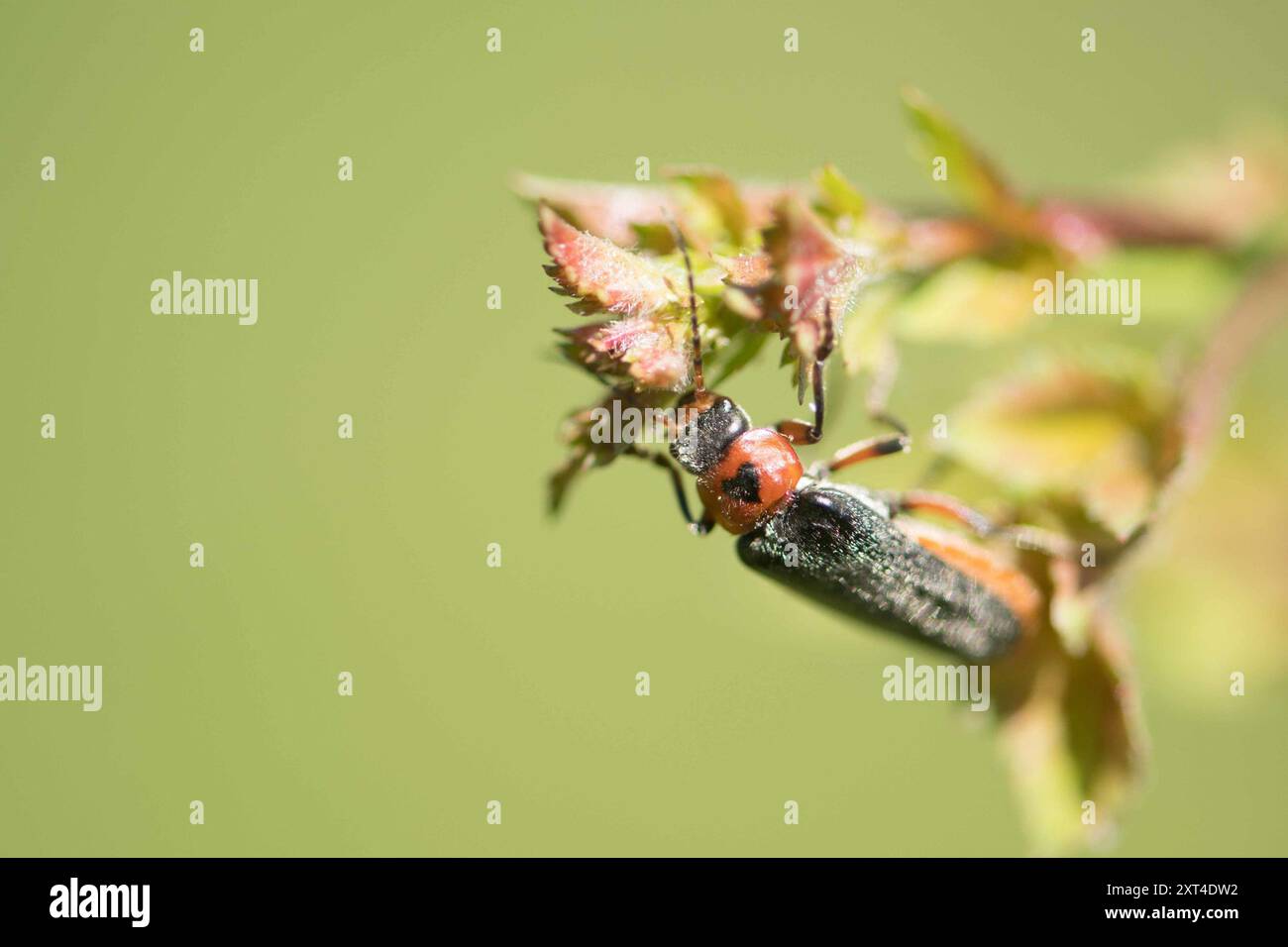 Rustic Sailor Beetle (Cantharis rustica) Insecta Stock Photo - Alamy