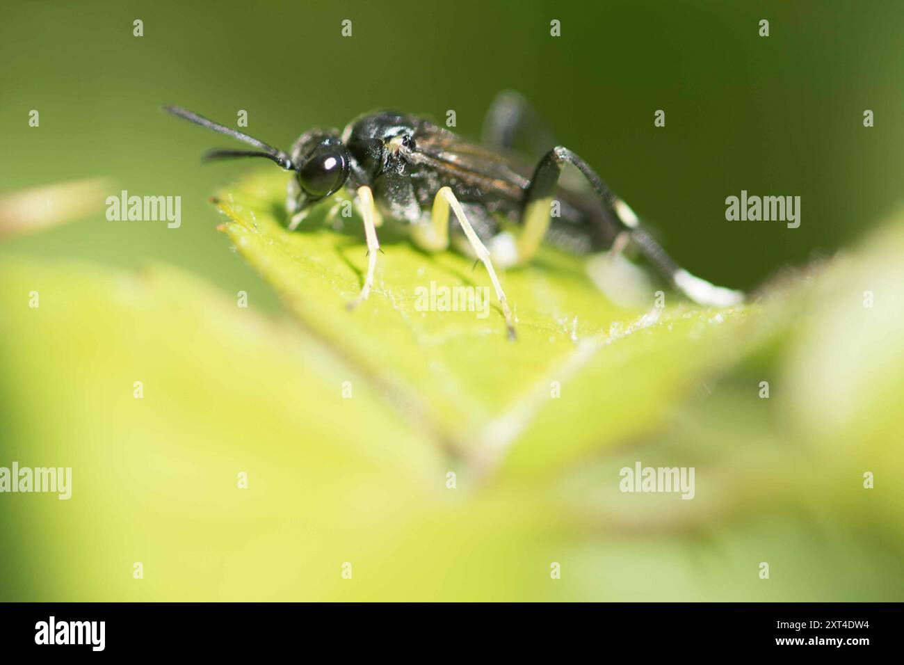(Macrophya montana) Insecta Stock Photo - Alamy