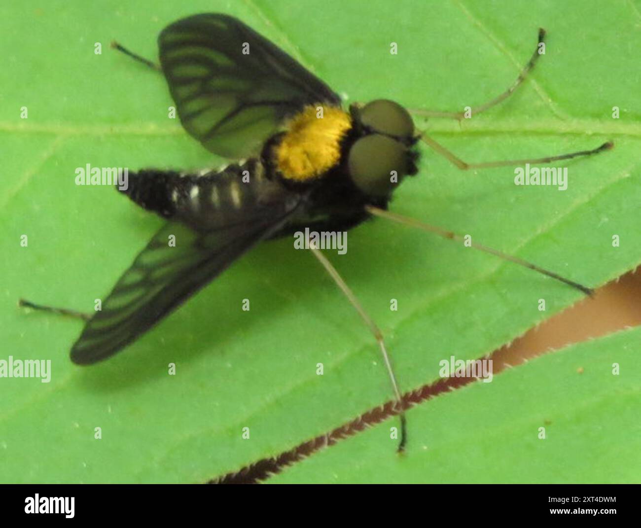 Golden-backed Snipe Fly (Chrysopilus thoracicus) Insecta Stock Photo ...