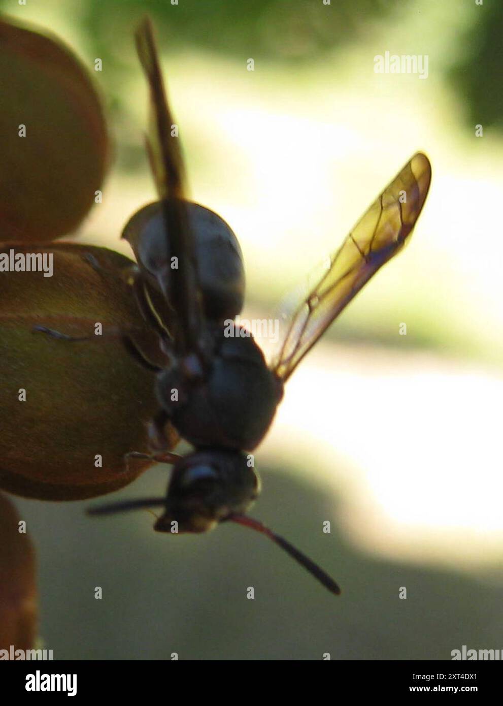 Potter and Mason Wasps (Eumeninae) Insecta Stock Photo - Alamy