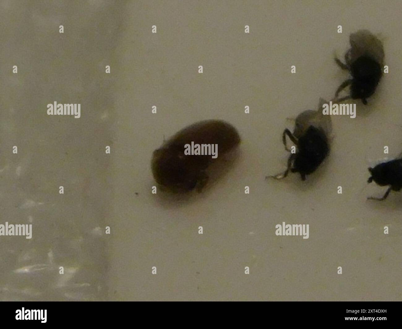 Tobacco Beetle (Lasioderma serricorne) Insecta Stock Photo - Alamy